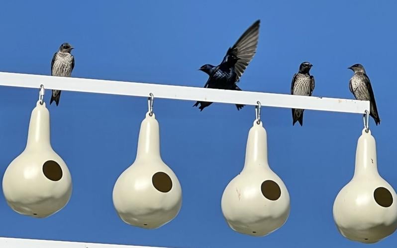 Purple Martins: Greene County Man's Bird Passion Reaches New Heights ...