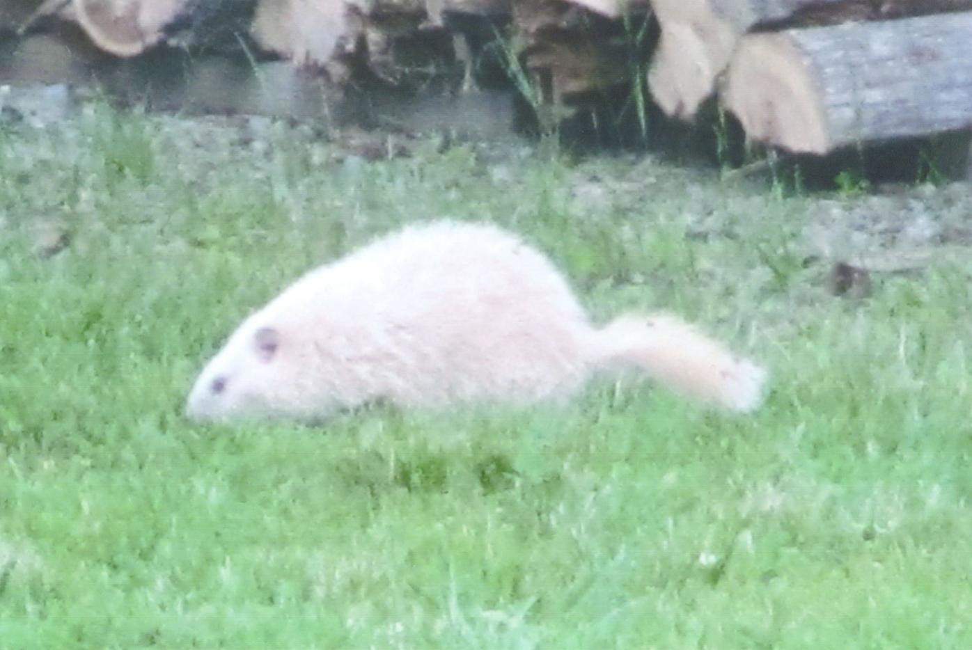 'Albino' Groundhog Spotted In North Greene | Local News ...