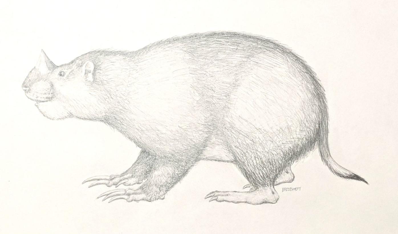 Fossil Reveals New Species 'Horned Gopher’ Species | Living ...