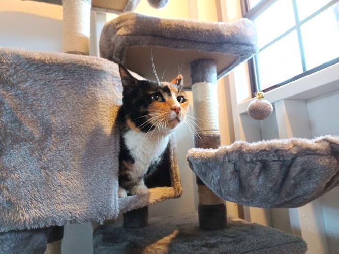 Kitty Kabin Offers Overnight Stay With Friendly Feline Friends | Local ...