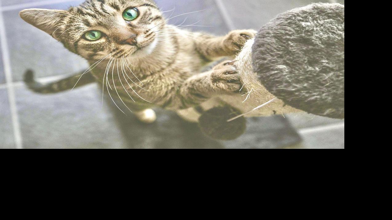 February Is For Felines: Best Friends Animal Society Offers Tips To ...