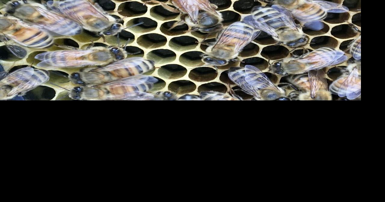 Beekeeping Workshop On 'Queen Rearing' Set April 29 | Living | greenevillesun.com
