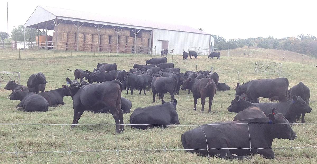 Local Angus Farm Is 8th In State Production | Agriculture ...