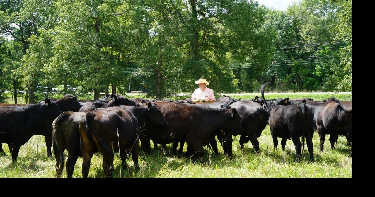 Beef & Forage Systems Field Day Set For Sept. 24 | Agriculture ...