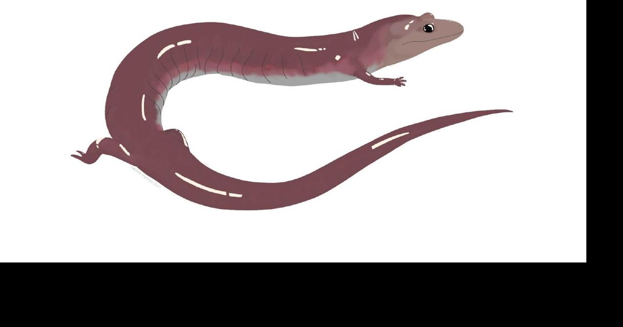 ETSU Fossil Discovery Reveals Giant Ancient Salamander | Local News ...
