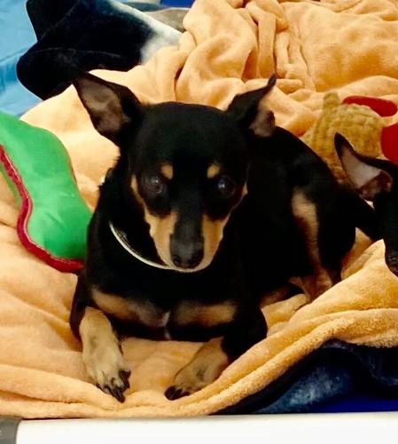 Adoptable Pets At Greeneville-Greene County Humane Society | Animal ...