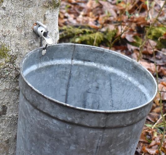 Southern Syrup: Wiggin Family Makes Pure Maple Magic In Greene County ...