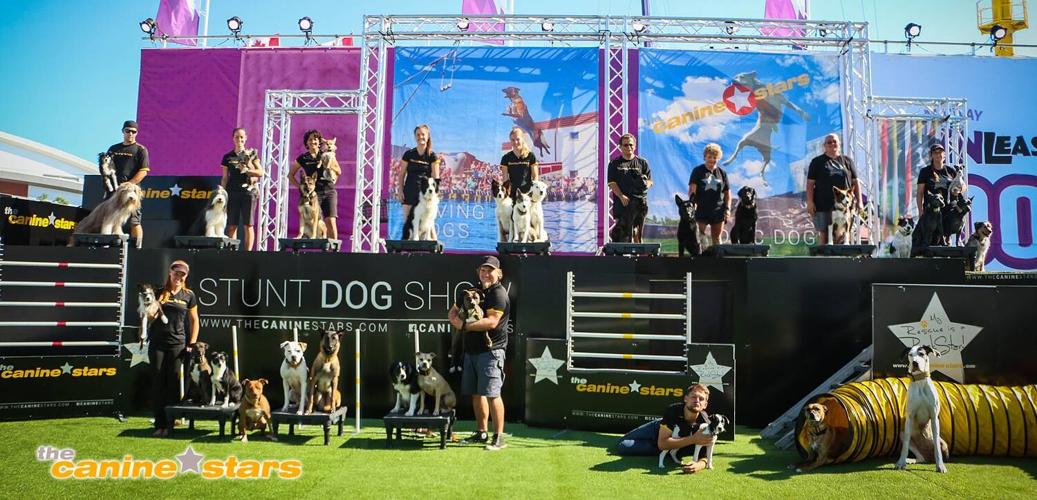 Stunt Dog Spectacular Coming To NPAC | ACCENT | greenevillesun.com