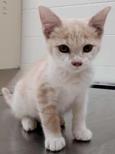 Adoptable Pets At Greeneville-Greene County Humane Society | Animal ...