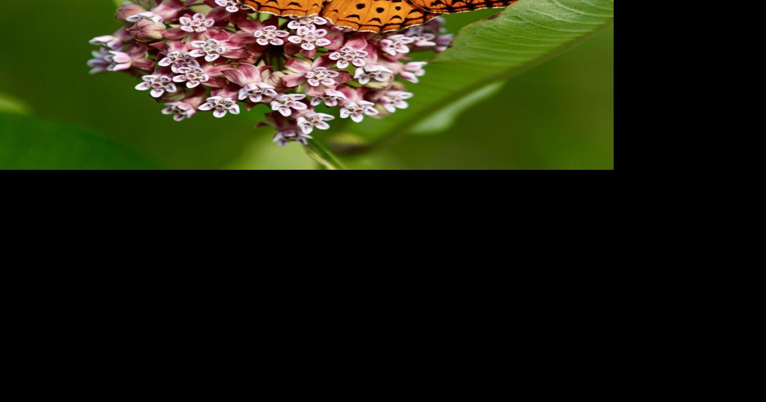 First national analysis finds America's butterflies are disappearing at ...