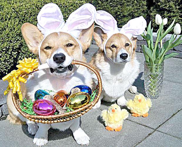 Easter Egg Hunt Goes To The Dogs | Local News | greenevillesun.com