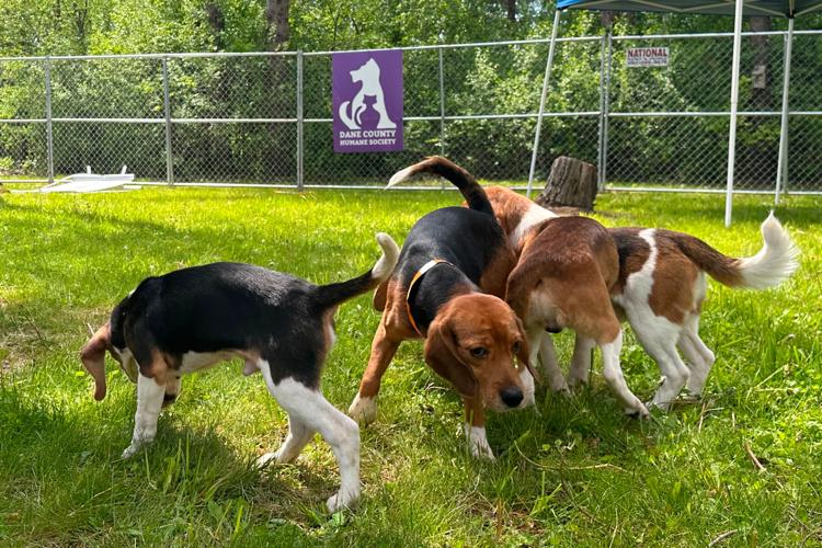 Wisconsin beagle research facility that drew protests is closing as ...
