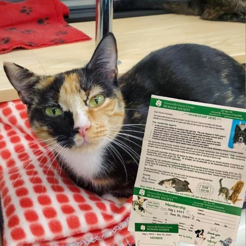 At The Shelter: Humane Society's Annual Membership Drive Underway ...