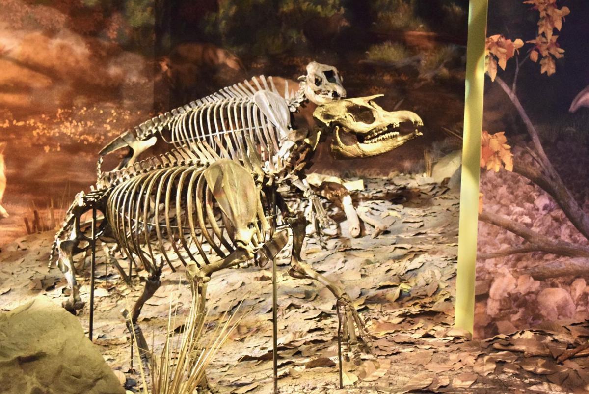 Straight From The Tapir's Mouth: Life And Survival In Ancient Gray ...