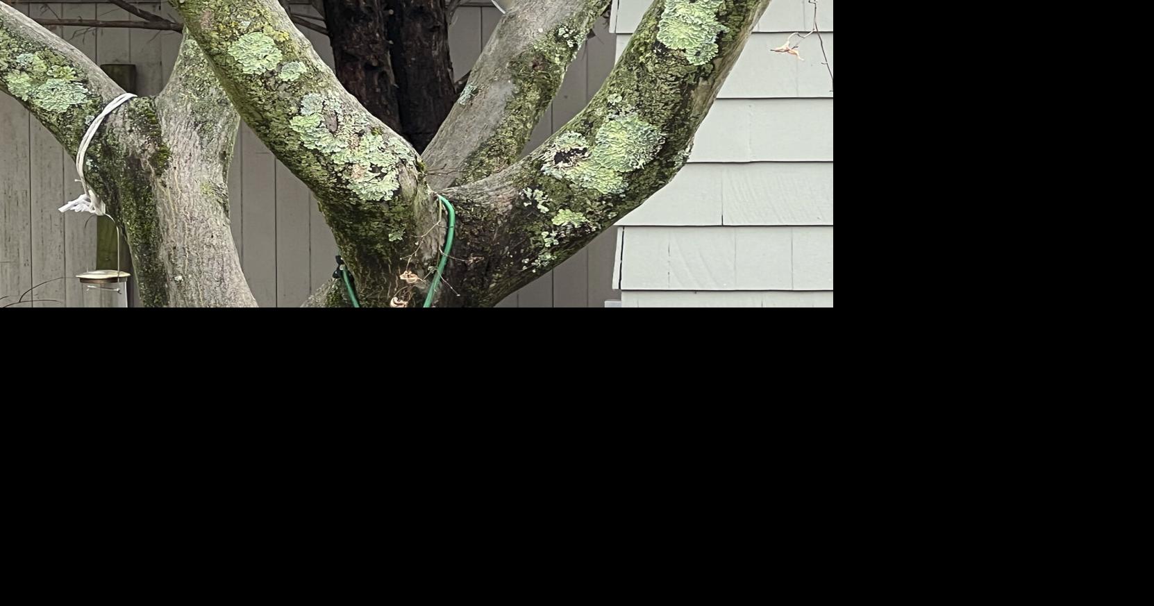 Should You Worry About Lichens, Moss, Algae On Trees? | ACCENT ...