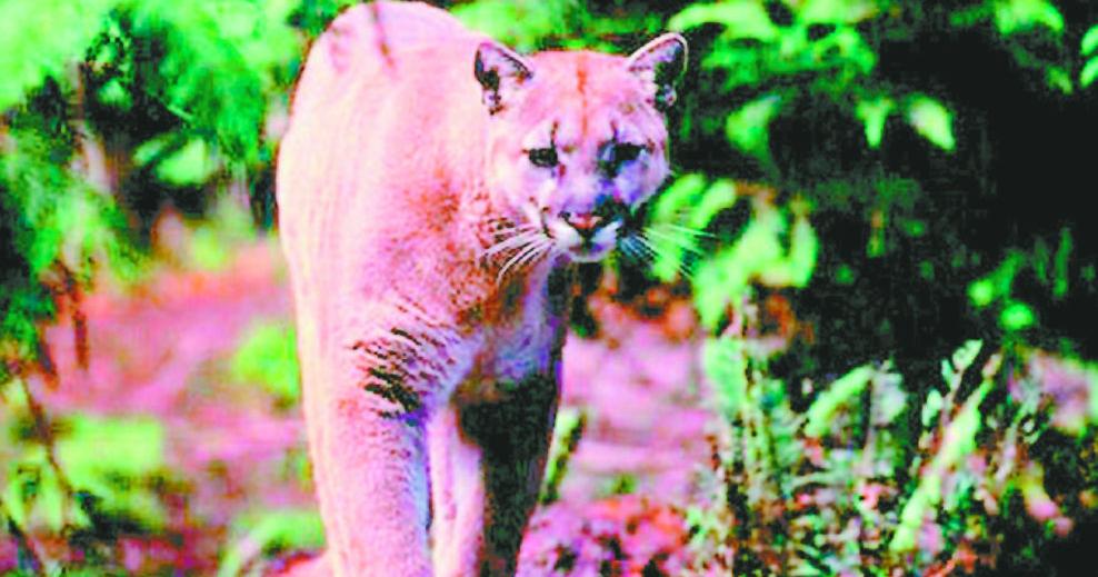 Wildlife Officials: Eastern Cougar Extinct | Local News ...