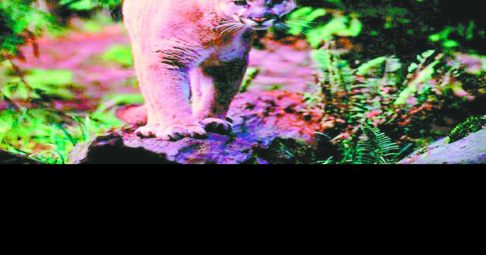 Wildlife Officials: Eastern Cougar Extinct | Local News ...