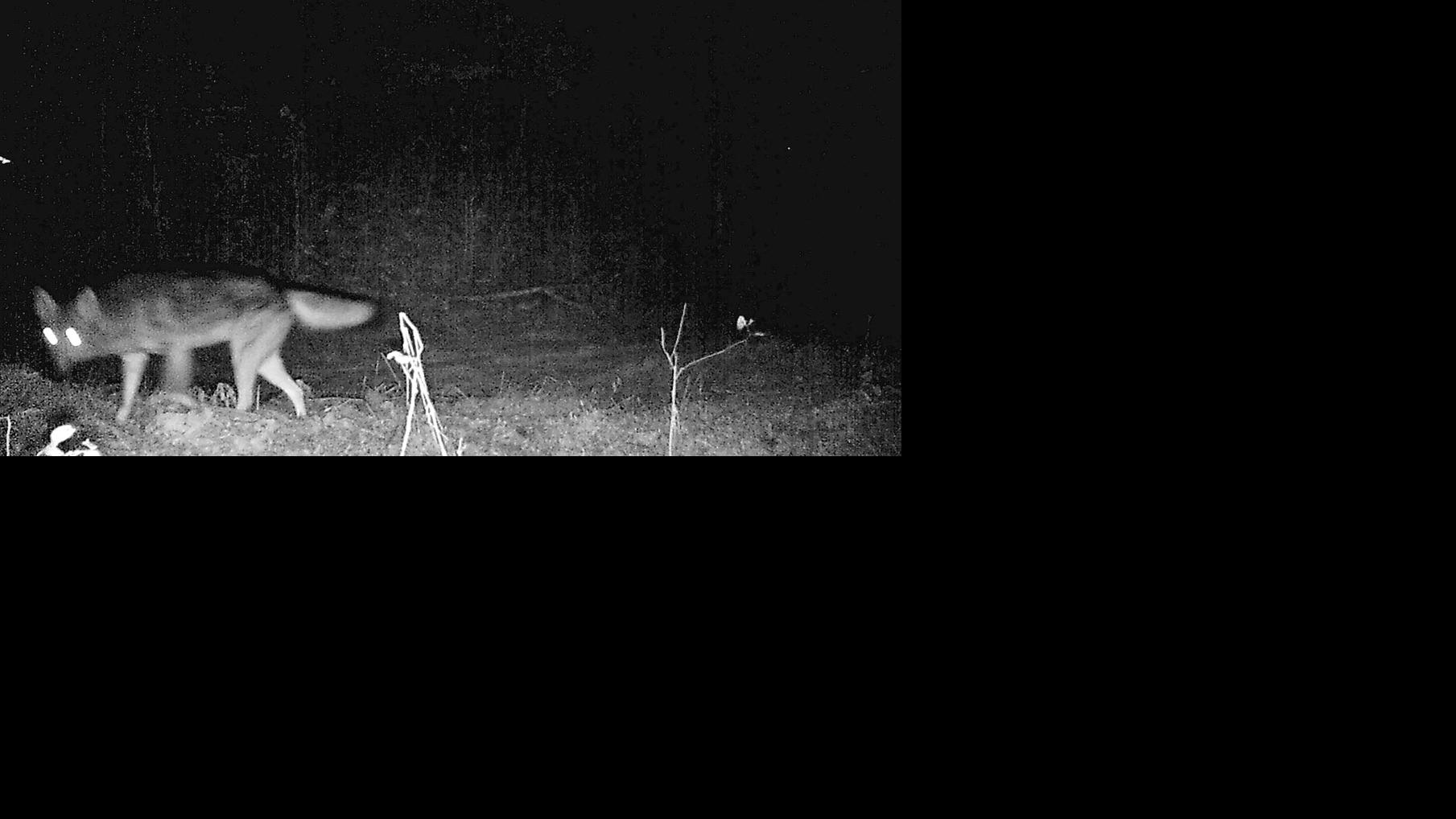 Trail Cameras Helping Wildlife Officials Keep Feral Hogs In Check ...