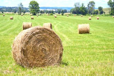 State Launches New Direct Hay Report To Support Local Farmers ...