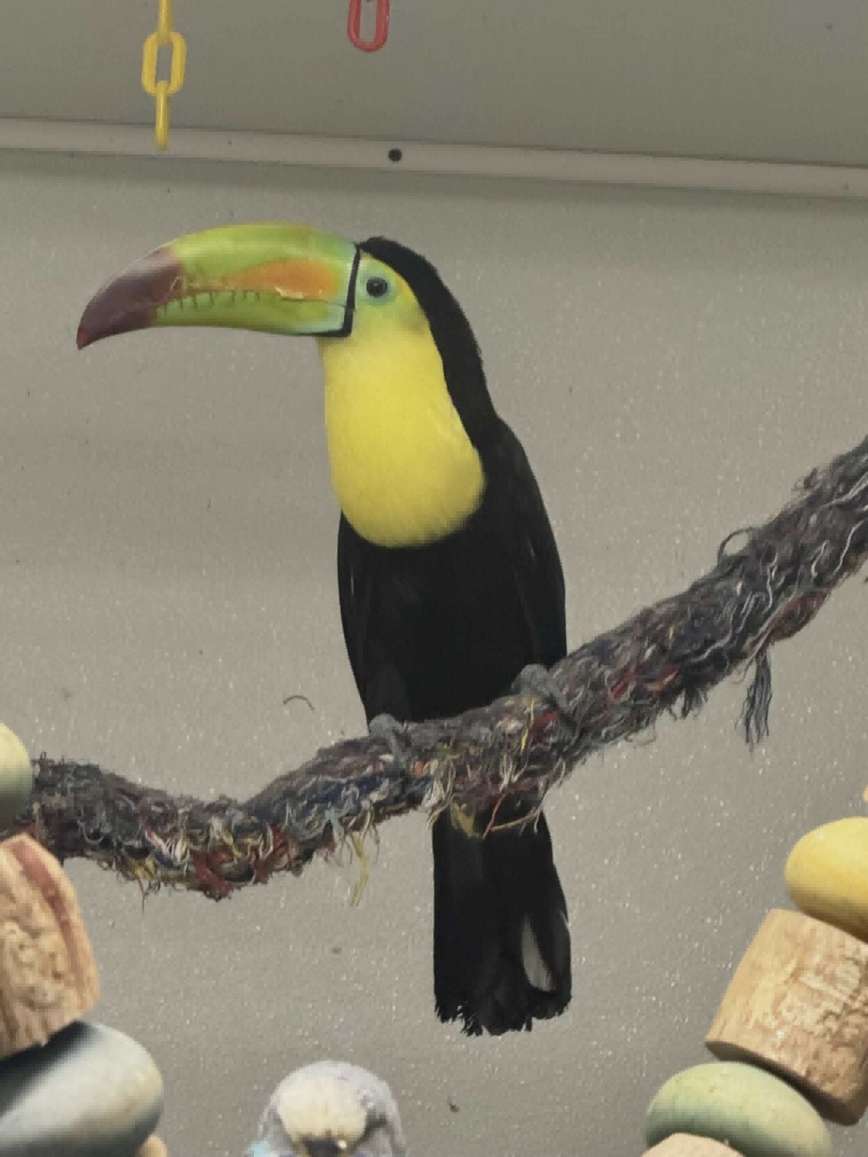 Dolly The Toucan May Be In Florida | Local News | greenevillesun.com