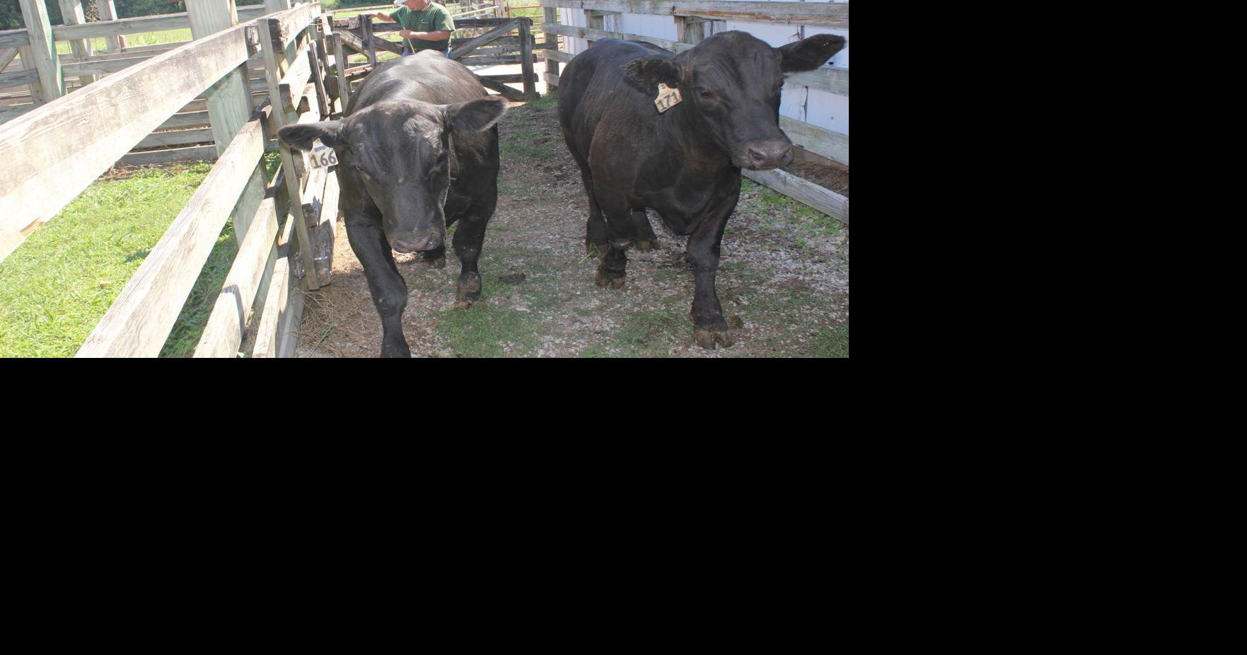 UT Bull Test Station Going To One Test | Agriculture | greenevillesun.com