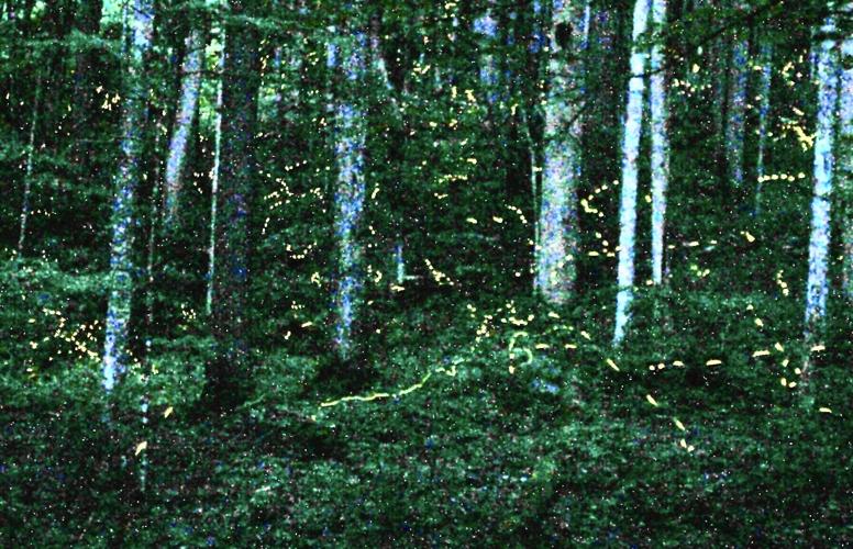 A Closer Look At Magical Lightning Bugs | ACCENT | greenevillesun.com