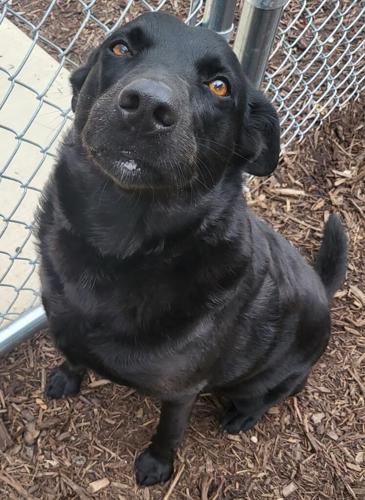 Adoptable Pets At Greeneville-Greene County Humane Society | Animal ...