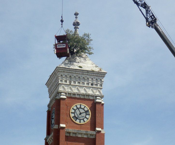 Courthouse assessment examines tree health, structural needs | Local ...