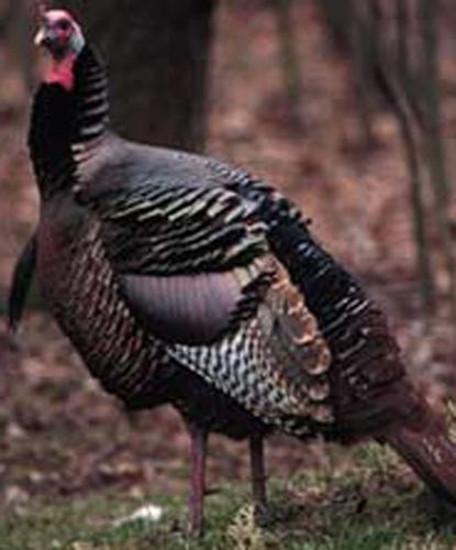 Indiana’s wild turkey | Sports | greensburgdailynews.com