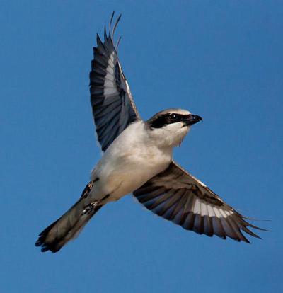 Shrike plight in Indiana | Sports | greensburgdailynews.com