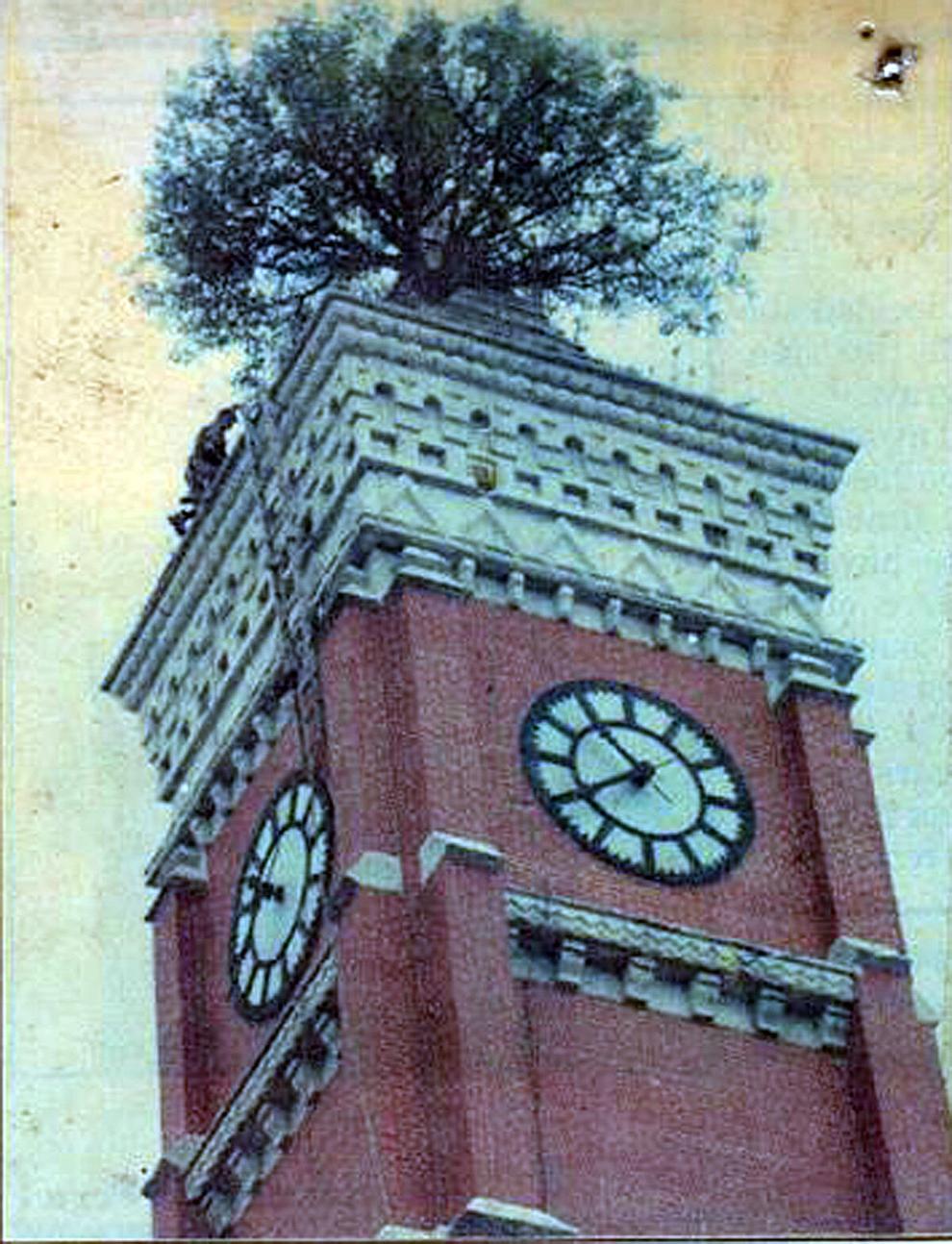 Our tower tree has been an inspiration | Local News ...