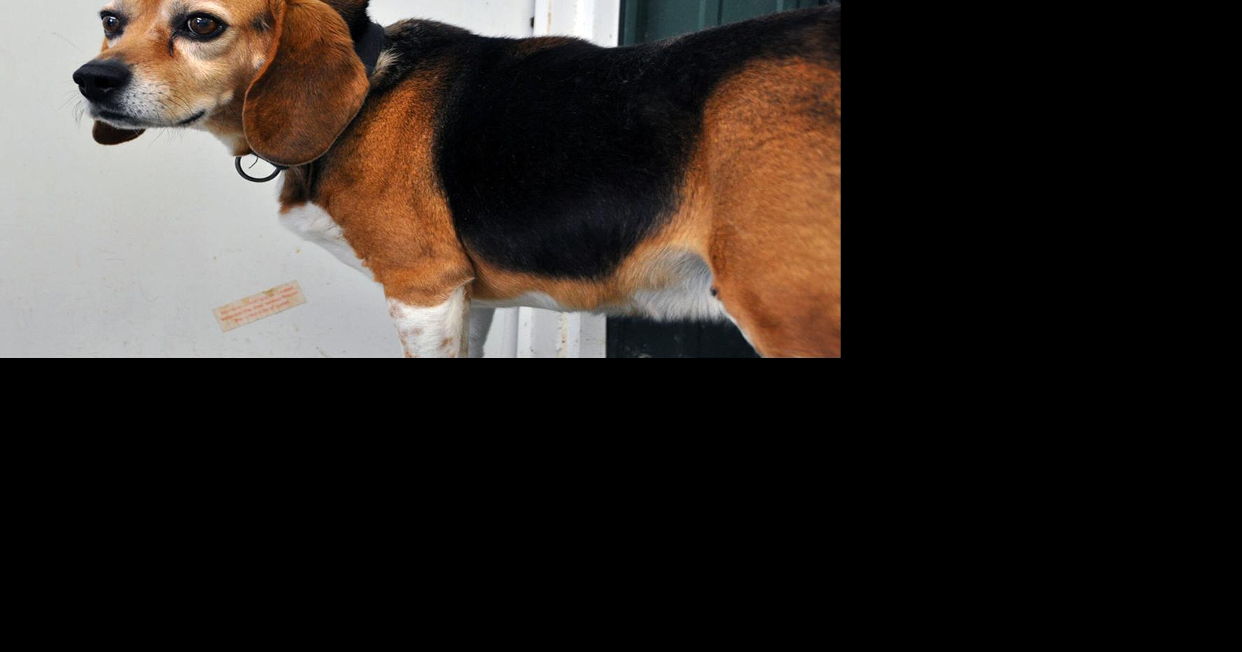 Beagle pair searches for a home | Local News | greensburgdailynews.com