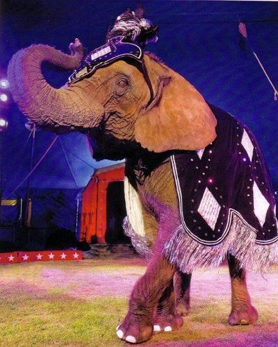 Circus coming to county fairgrounds | Local News | greensburgdailynews.com