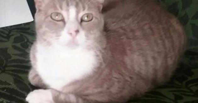 Shelter Spotlight: Gus and Pickles | Local News | greensburgdailynews.com