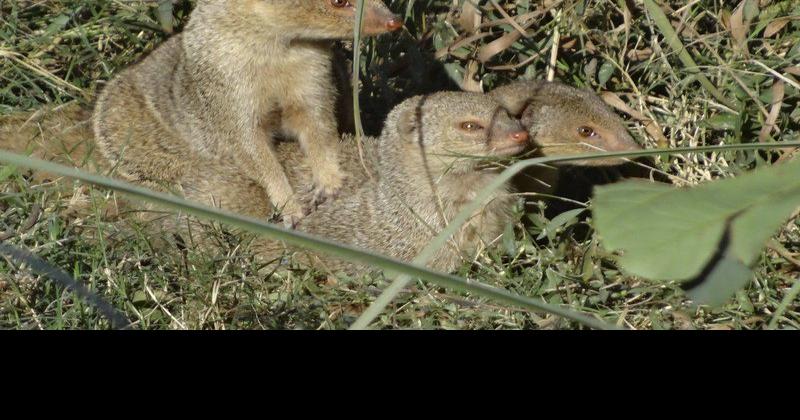 Haitian wildlife list short, but interesting | Columns ...