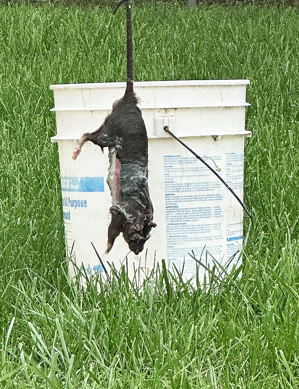 Rats a problem in Clarksburg | Local News | greensburgdailynews.com