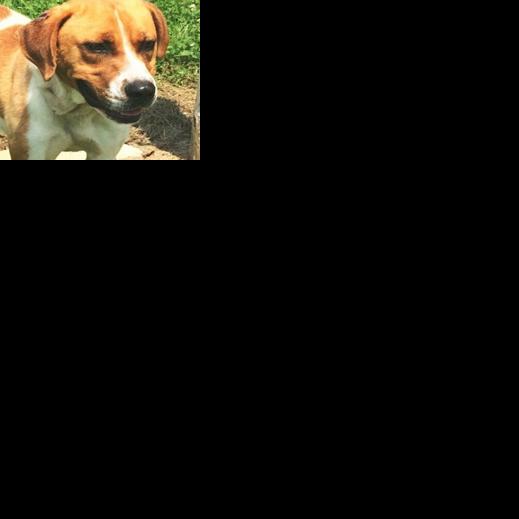 Shelter Spotlight: Toby and Sugar | Local News | greensburgdailynews.com