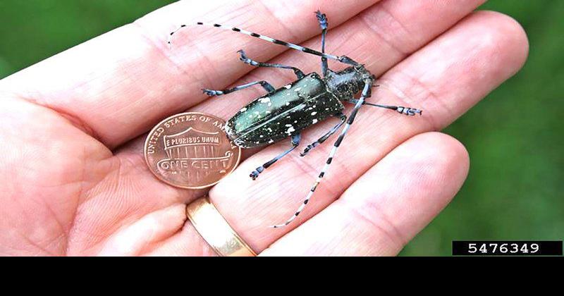 Examine your trees during Tree Check Month | Lifestyles ...