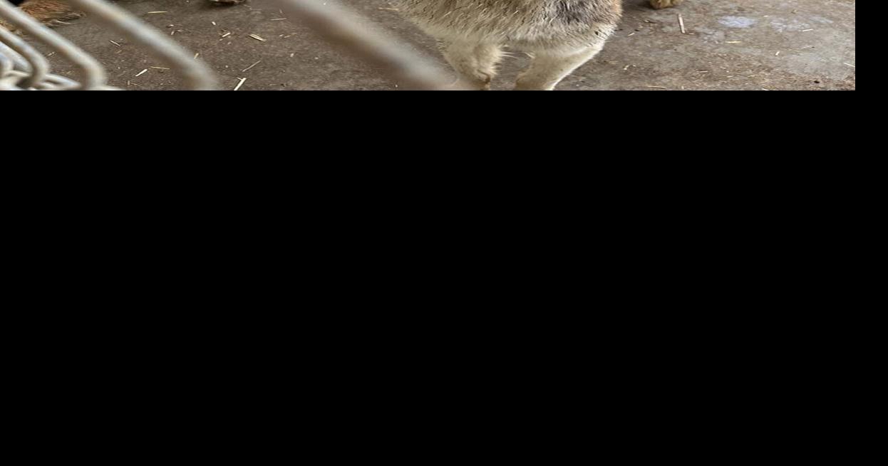 Dumped dogs doing well, donations needed | Local News ...