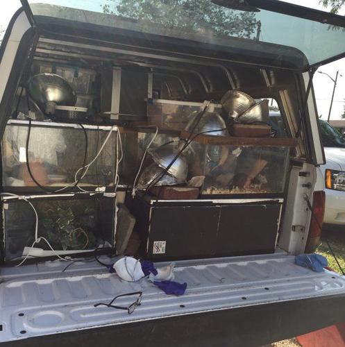 Dozens of rats, snakes rescued from Westport hoarding situation | Local ...