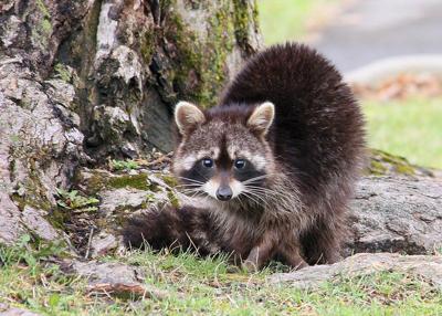 Proposed changes to dealing with nuisance animals divides | Columns ...