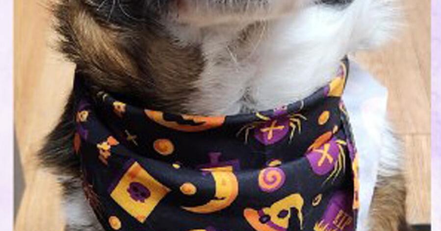 Trippy's 2nd Annual Howl-O-Ween Trunk or Treat approaches | Local News ...