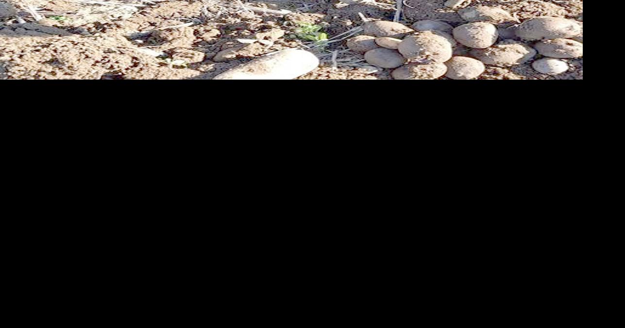 Help needed gleaning potatoes Friday | Local News | greensburgdailynews.com