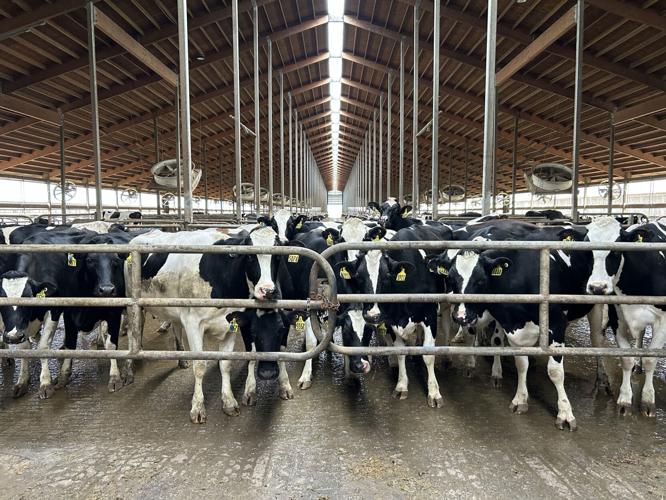Hulsbosch Dairy Farm, LLC keeps growing and going | Local News ...