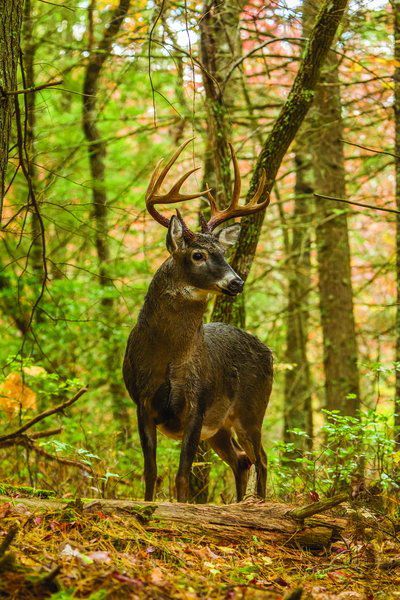 Indiana deer firearms season | Columns | greensburgdailynews.com