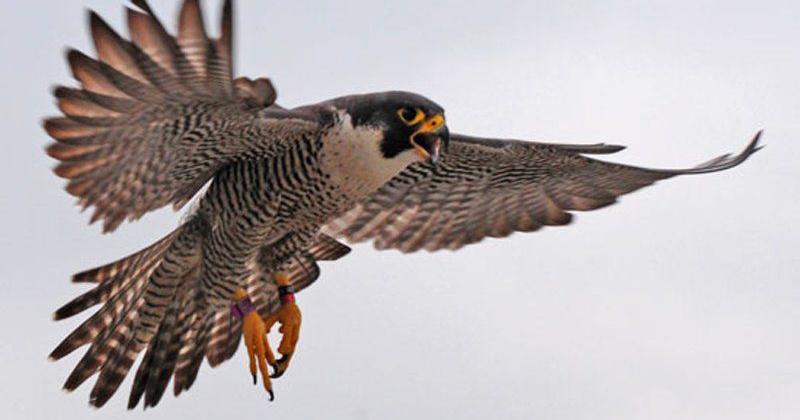 Peregrine falcons thriving in Indiana | News | greensburgdailynews.com