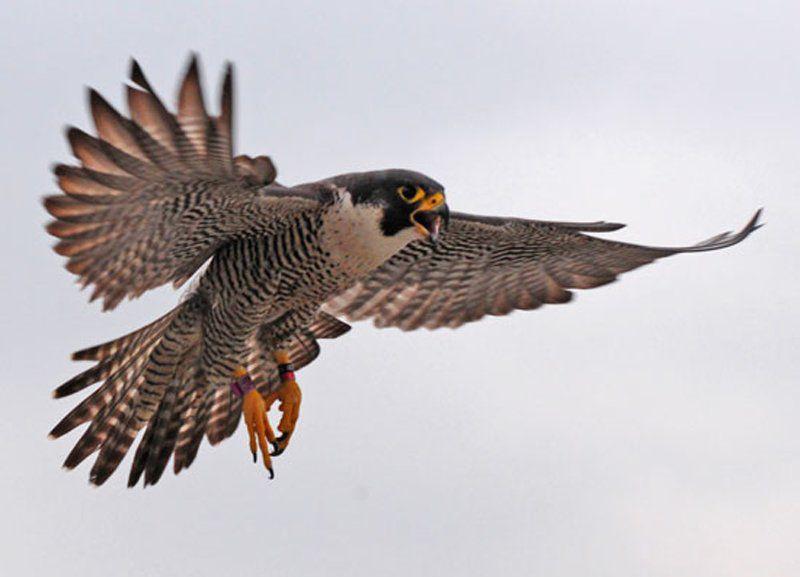 Peregrine falcons thriving in Indiana | News | greensburgdailynews.com