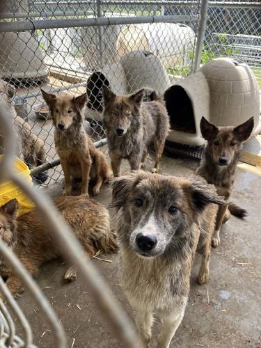 Dog dumping incidents being investigated | Local News ...