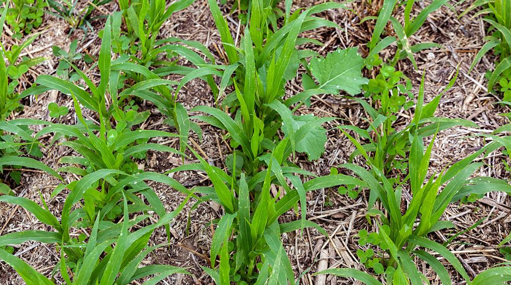 Cover Crop Premium Discount Program available | Local News ...