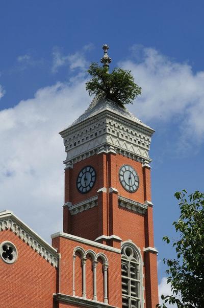 Courthouse tree gets a check-up | Local News | greensburgdailynews.com